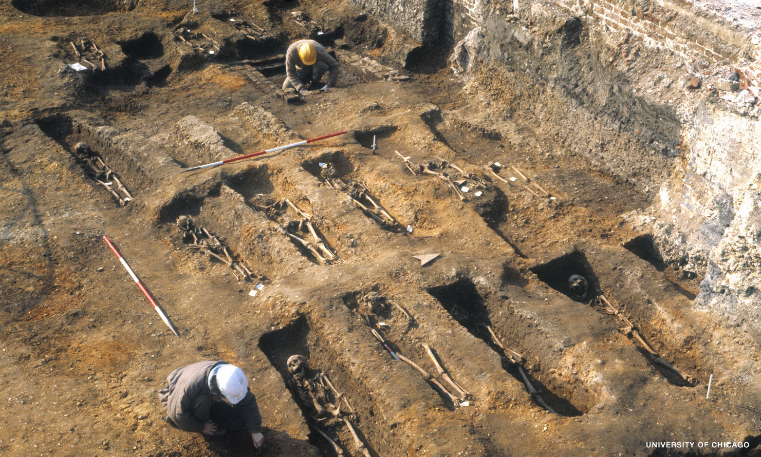 The Black Death is still affecting the human immune system ...